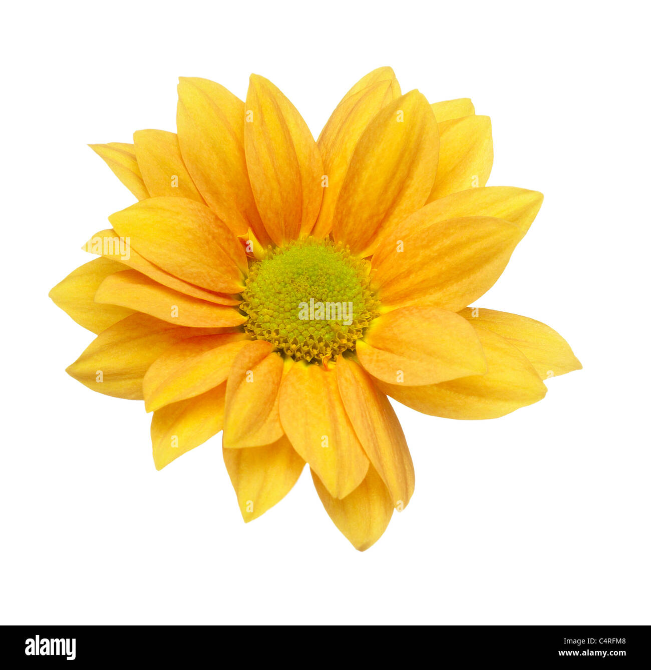 gerber flower in pot Stock Photo - Alamy