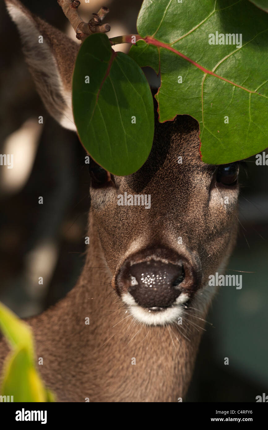 Key Deer Florida Animal US USA endangered Key Stock Photo - Alamy