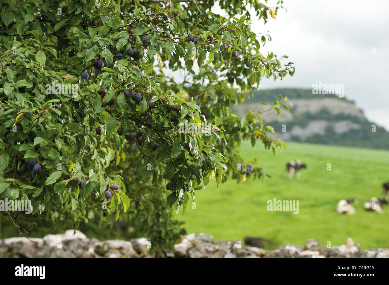 Damson tree in the Whitbarrow valley Stock Photo - Alamy