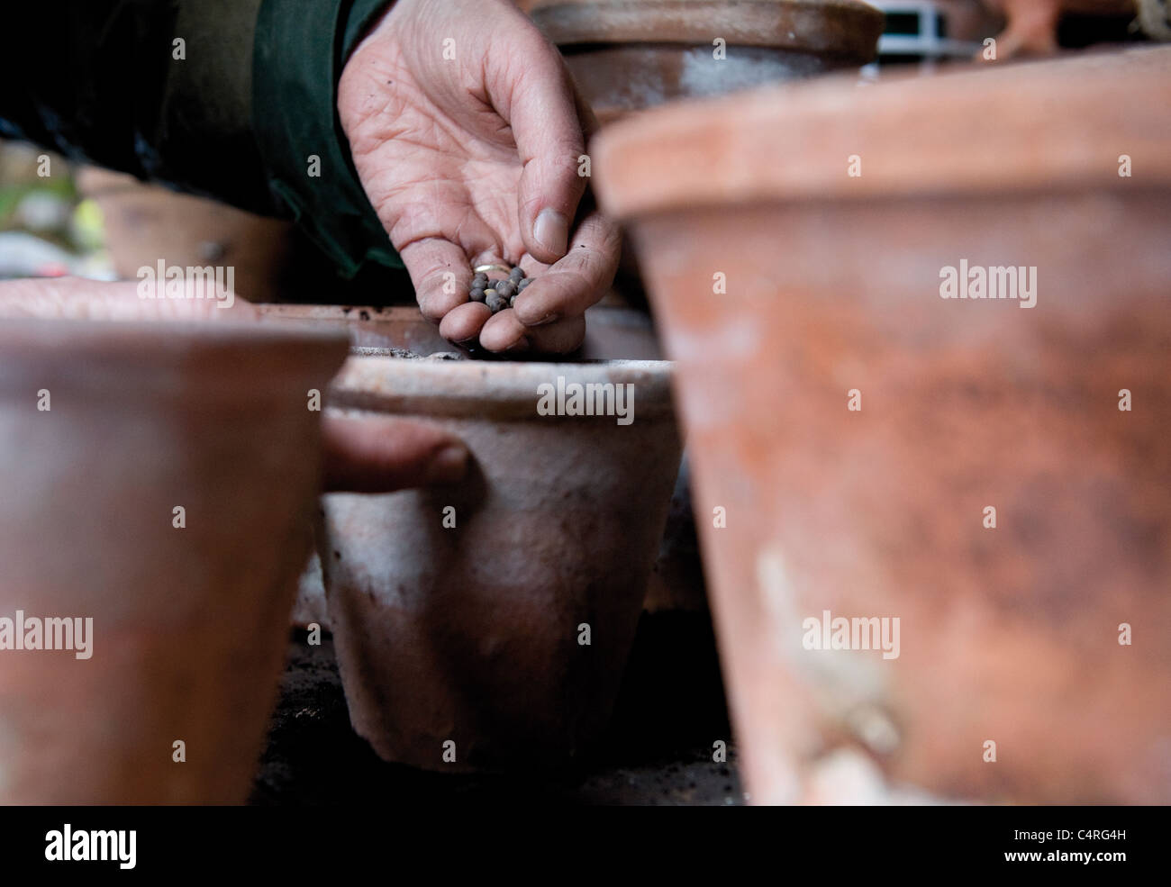 Closeup of seed sowing Stock Photo - Alamy
