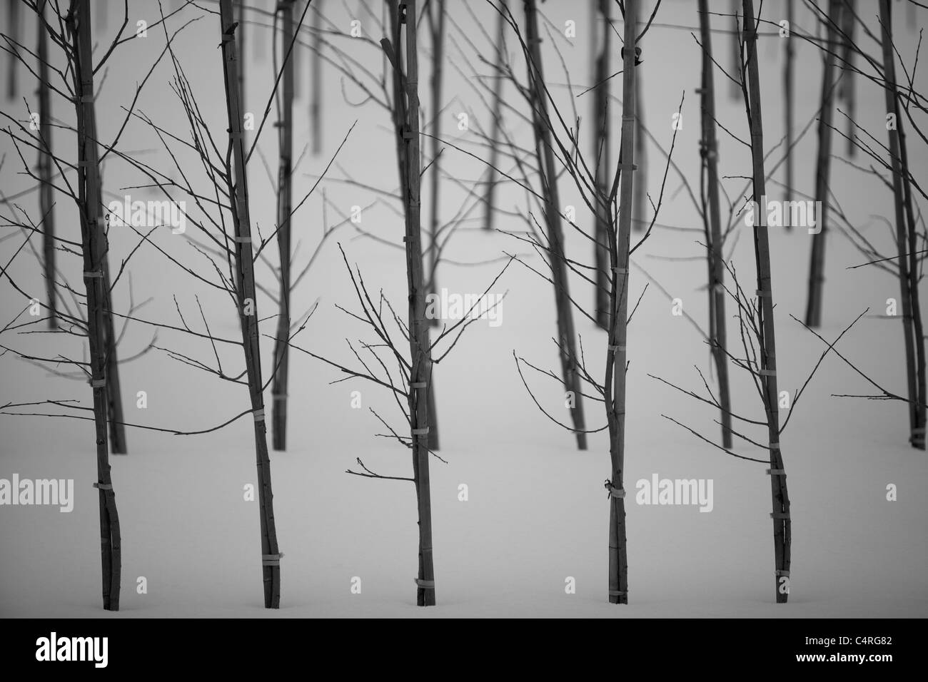 Tree farm in winter Stock Photo - Alamy