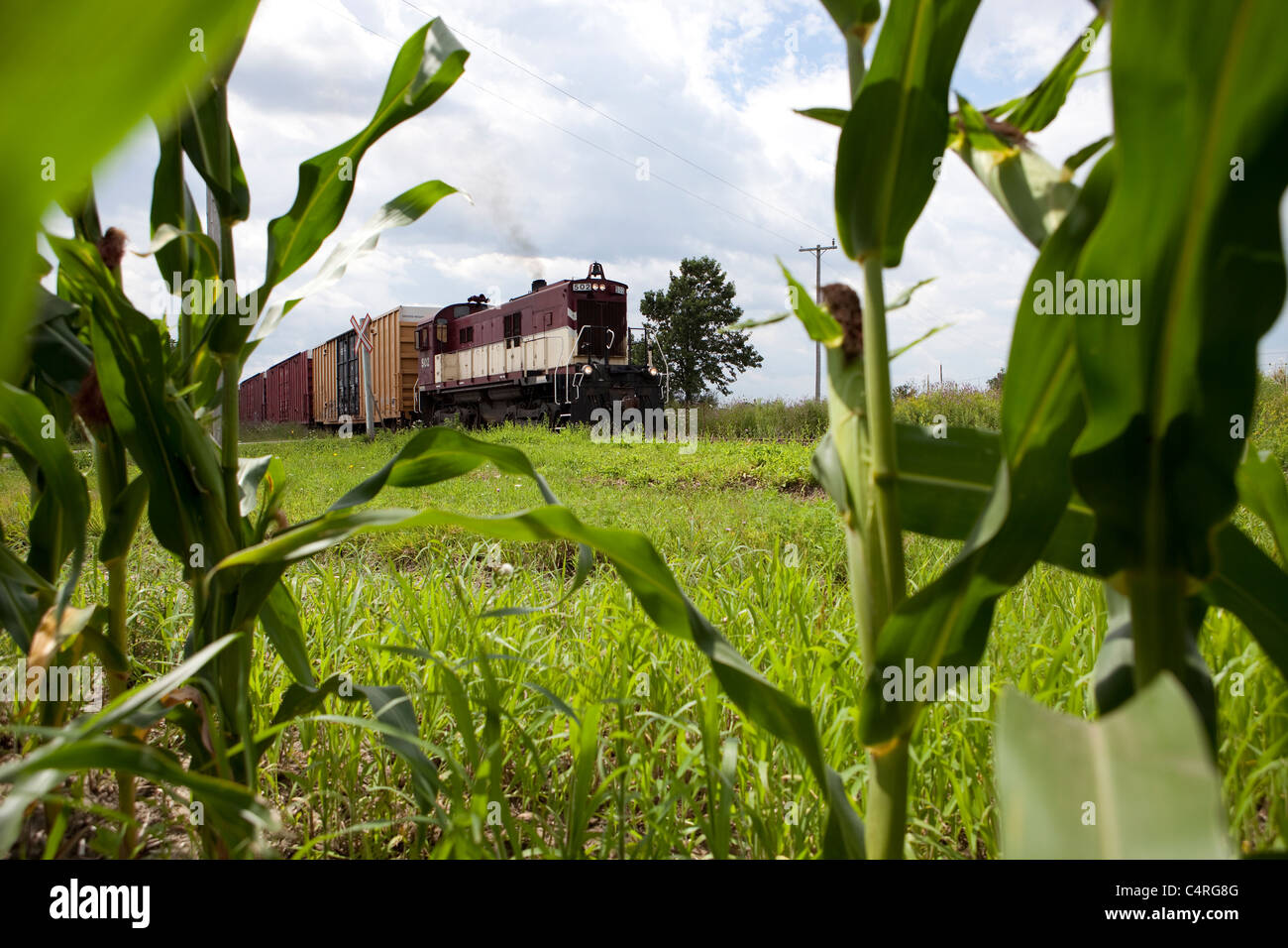 Freight train crossing Mapleton line seen through corn field, Ontario ...