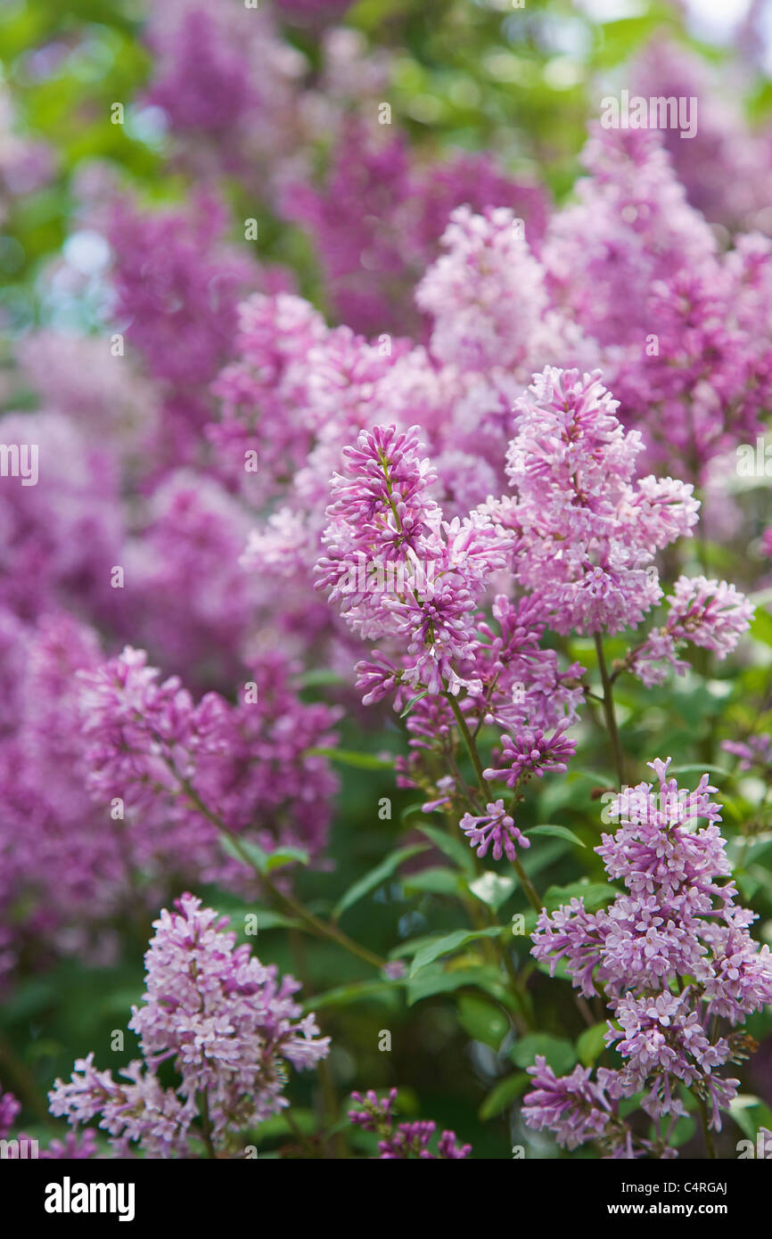 Lilac bush in spring, Parry Sound, Ontario, Canada Stock Photo - Alamy