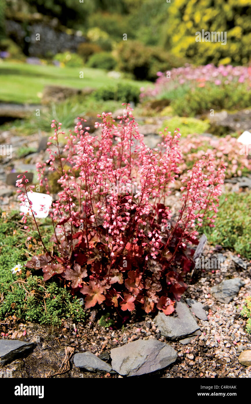 Heuchera Little Plum Fairy Plant Stock Photo - Alamy