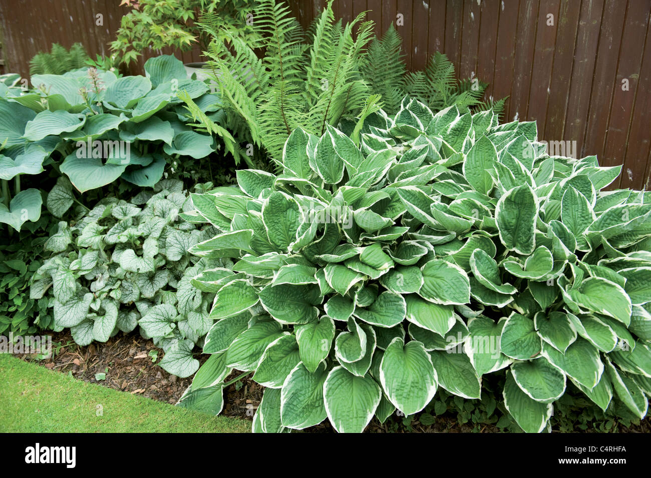 A selection of hostas and ferns Stock Photo - Alamy