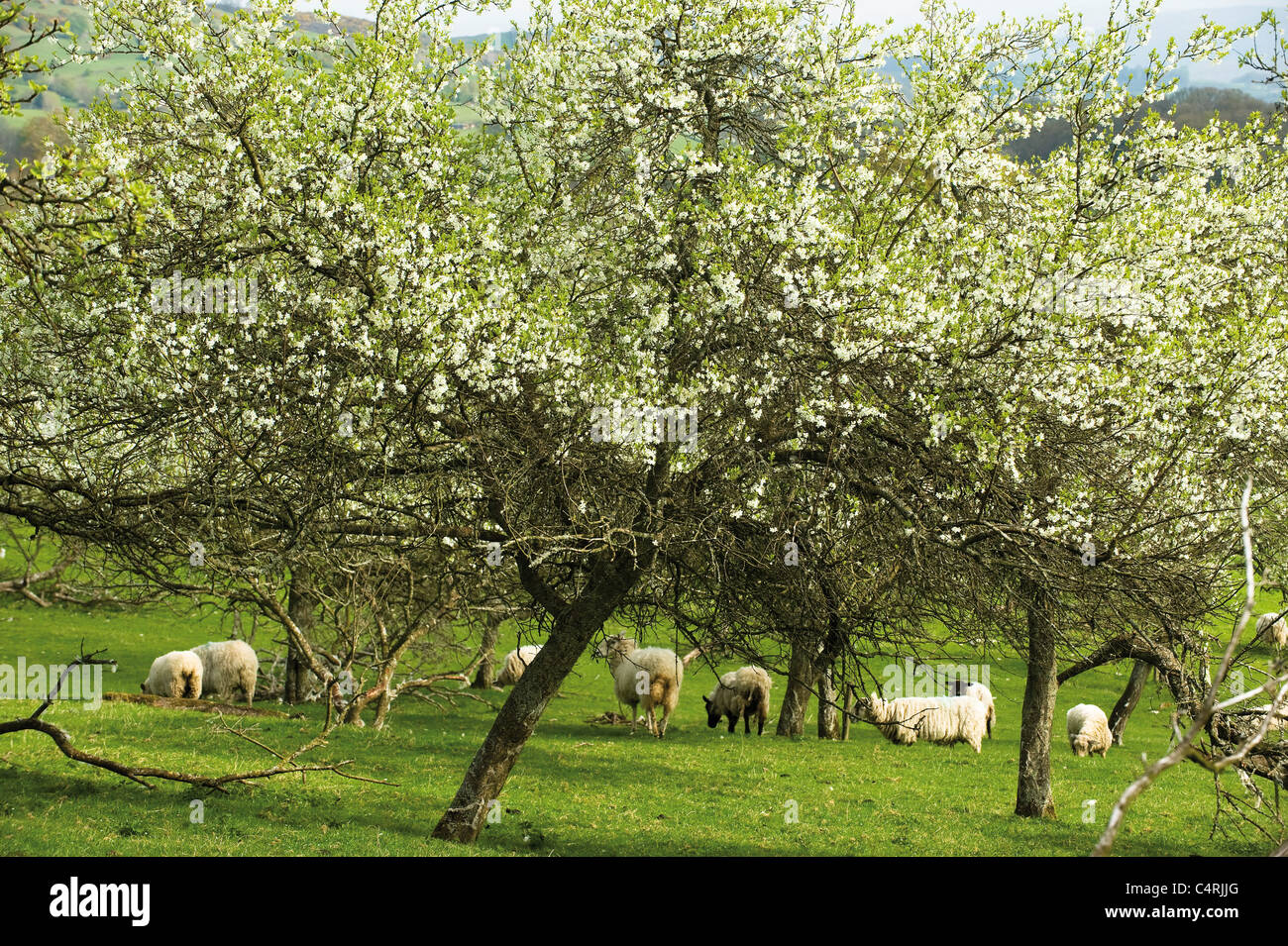 Damson trees uk hi-res stock photography and images - Alamy