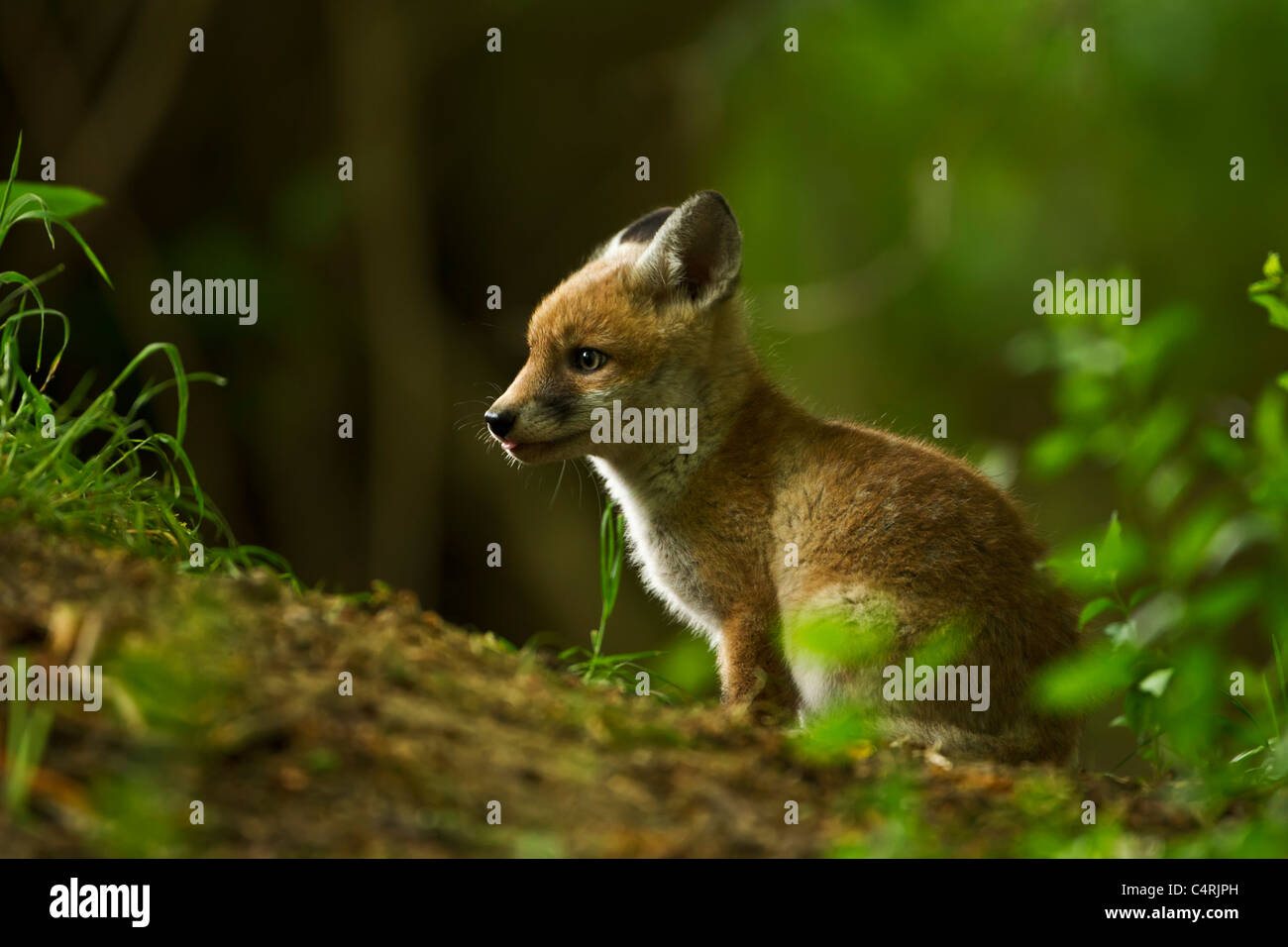 Very young red fox Cub exploring the area around the den (Vulpes vulpes Stock Photo - Alamy