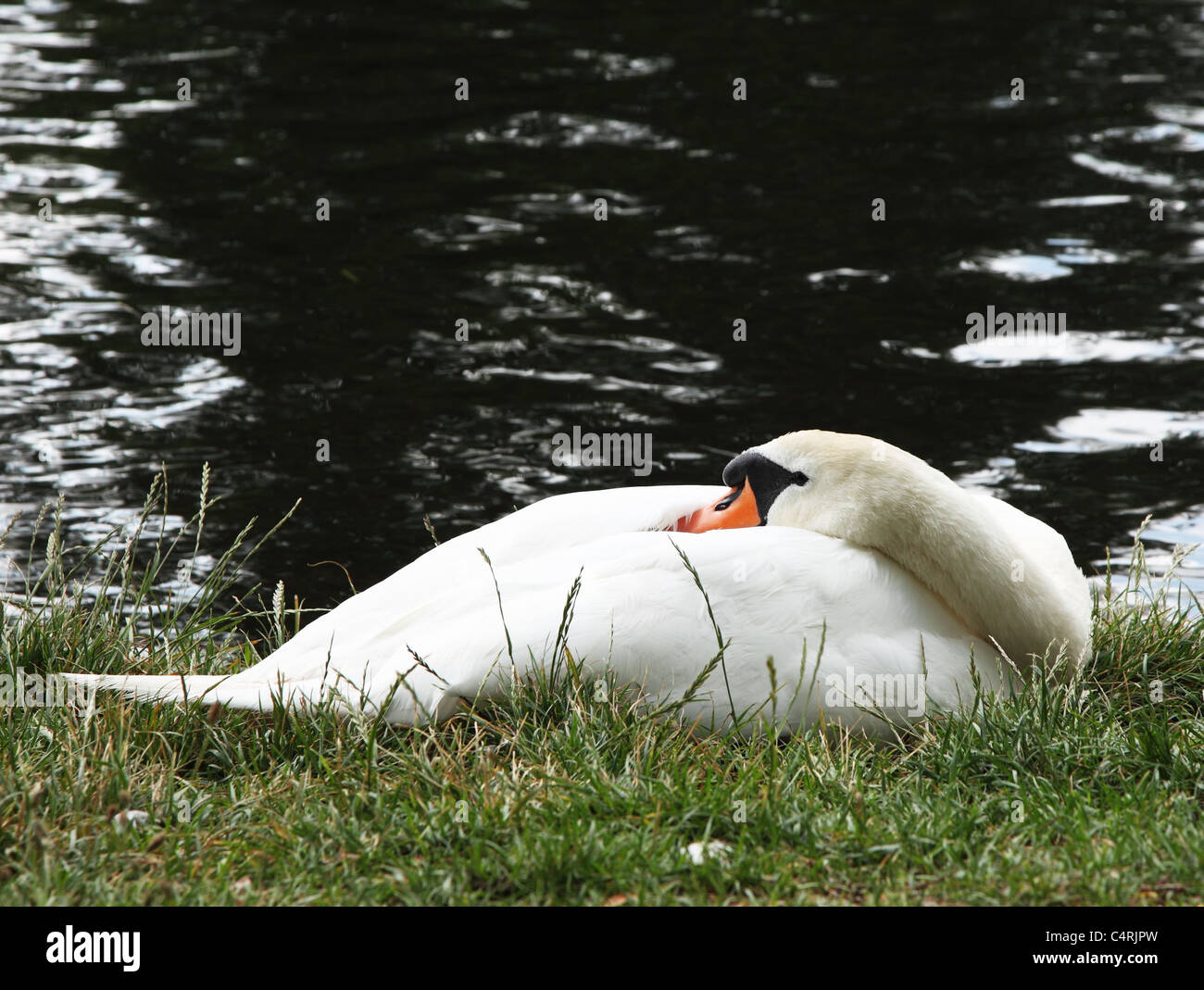 Mute swan resting on river bank Milton Cambridgeshire England Stock ...