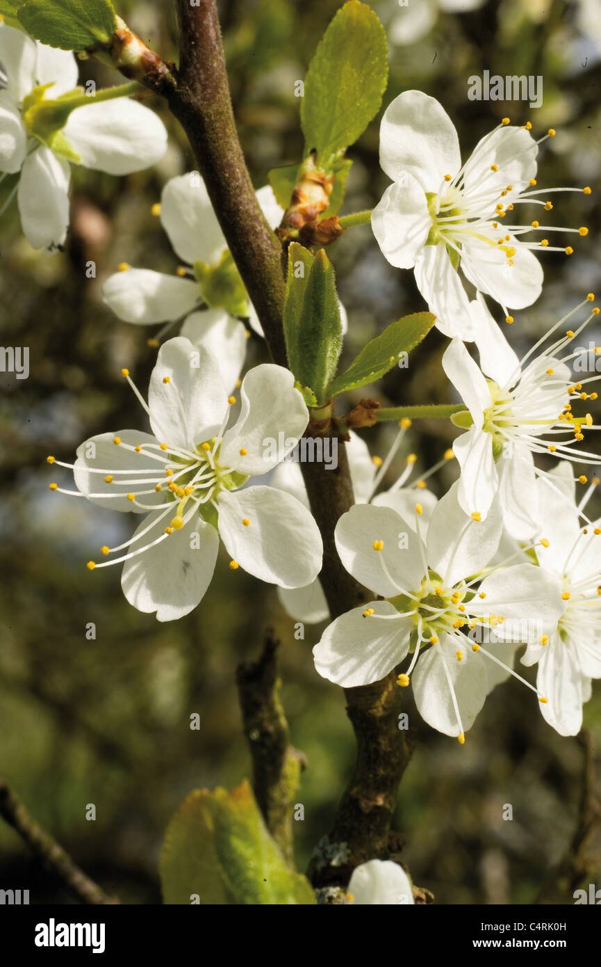 Damson Trees Uk High Resolution Stock Photography and Images - Alamy