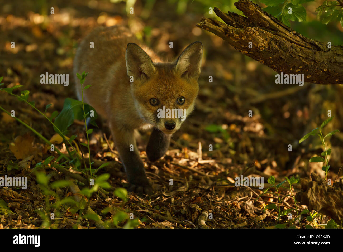 Fox den hi-res stock photography and images - Alamy