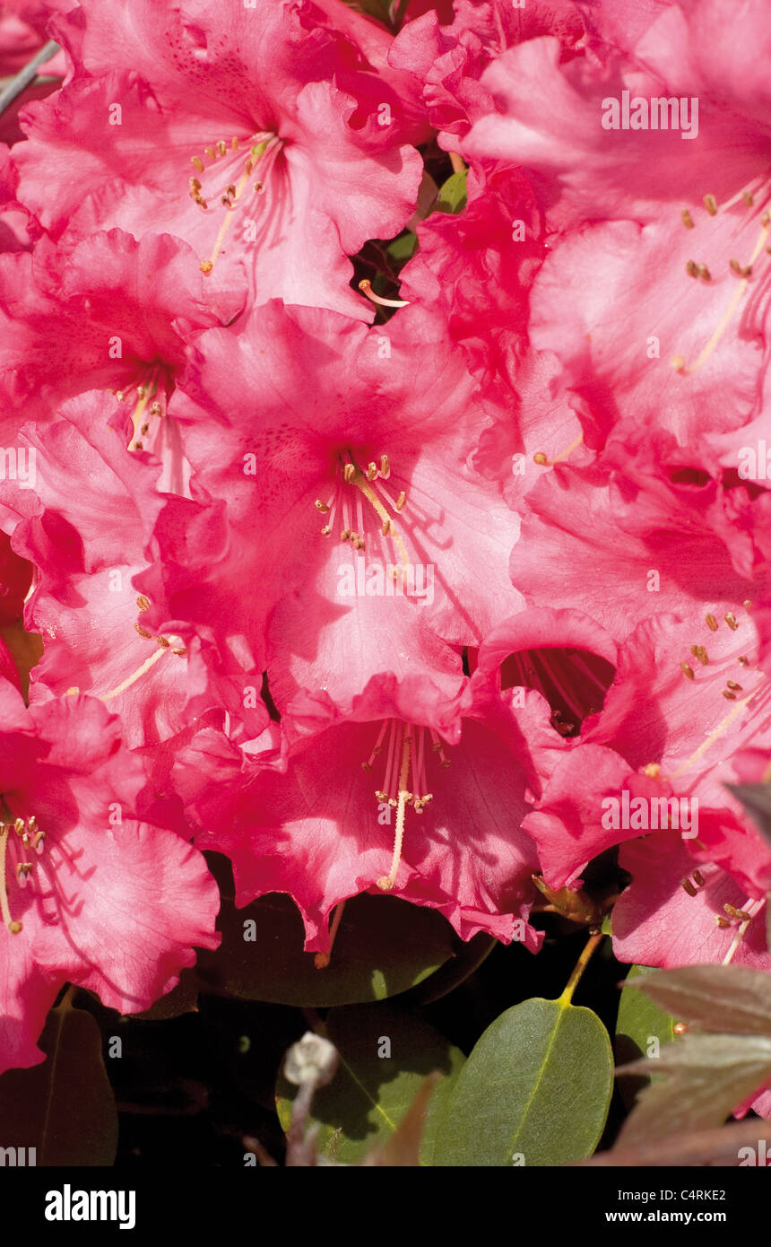 Rhododendron flowers on summer hi-res stock photography and images - Alamy