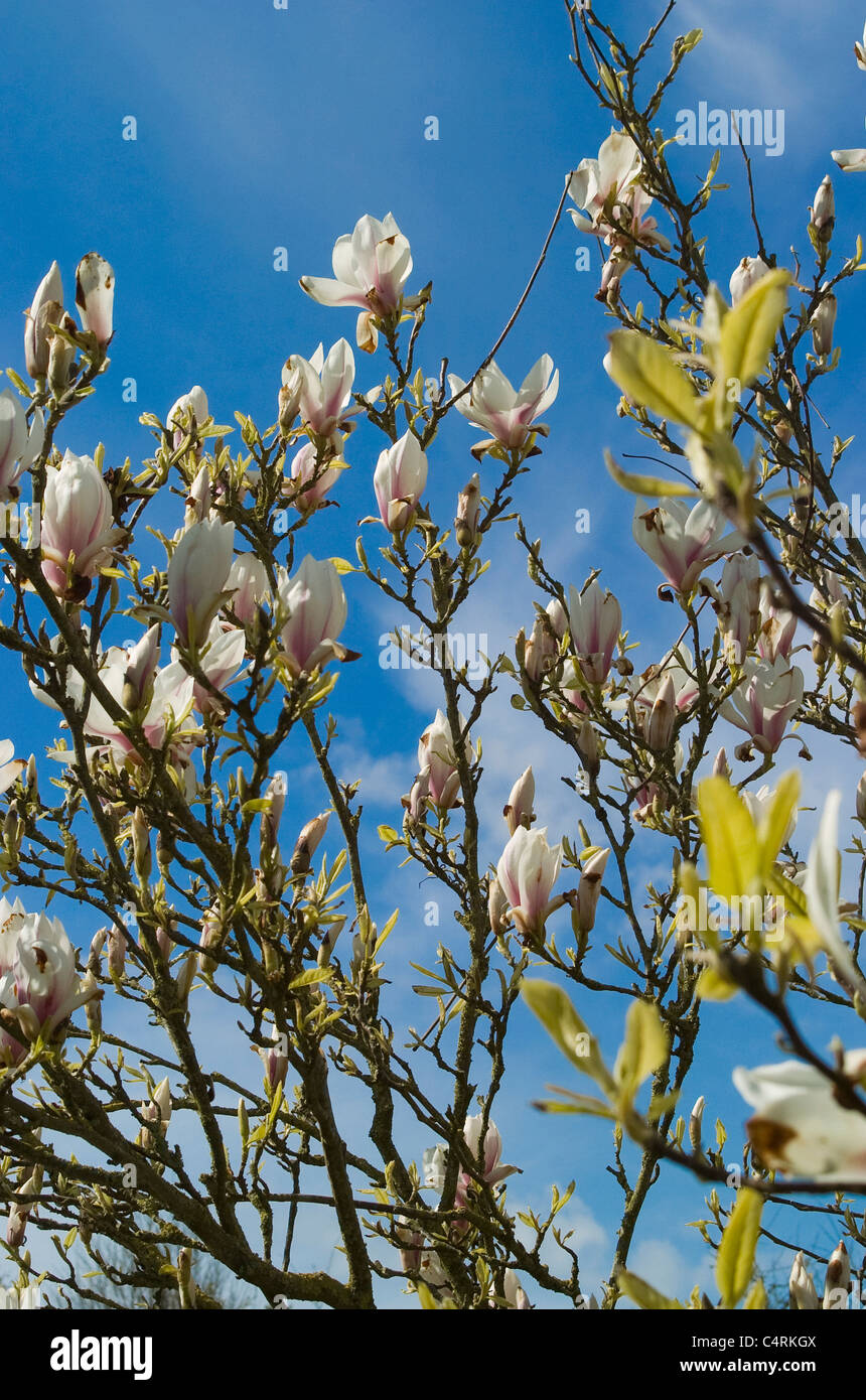 Magnolia grandiflora 'Goliath' tree Stock Photo - Alamy