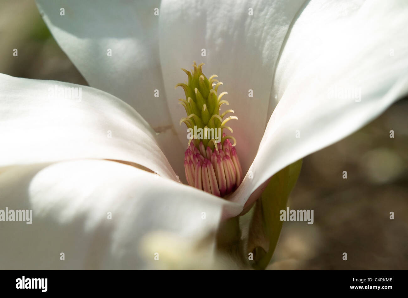 Close ups of Magnolia grandiflora 'Goliath' flower plant Stock Photo ...