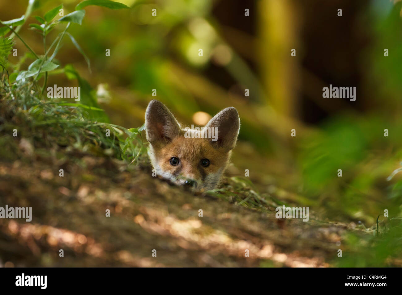 Fox den hi-res stock photography and images - Alamy