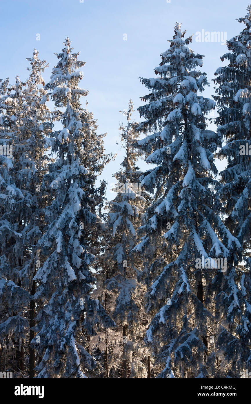 Tannen hi-res stock photography and images - Alamy