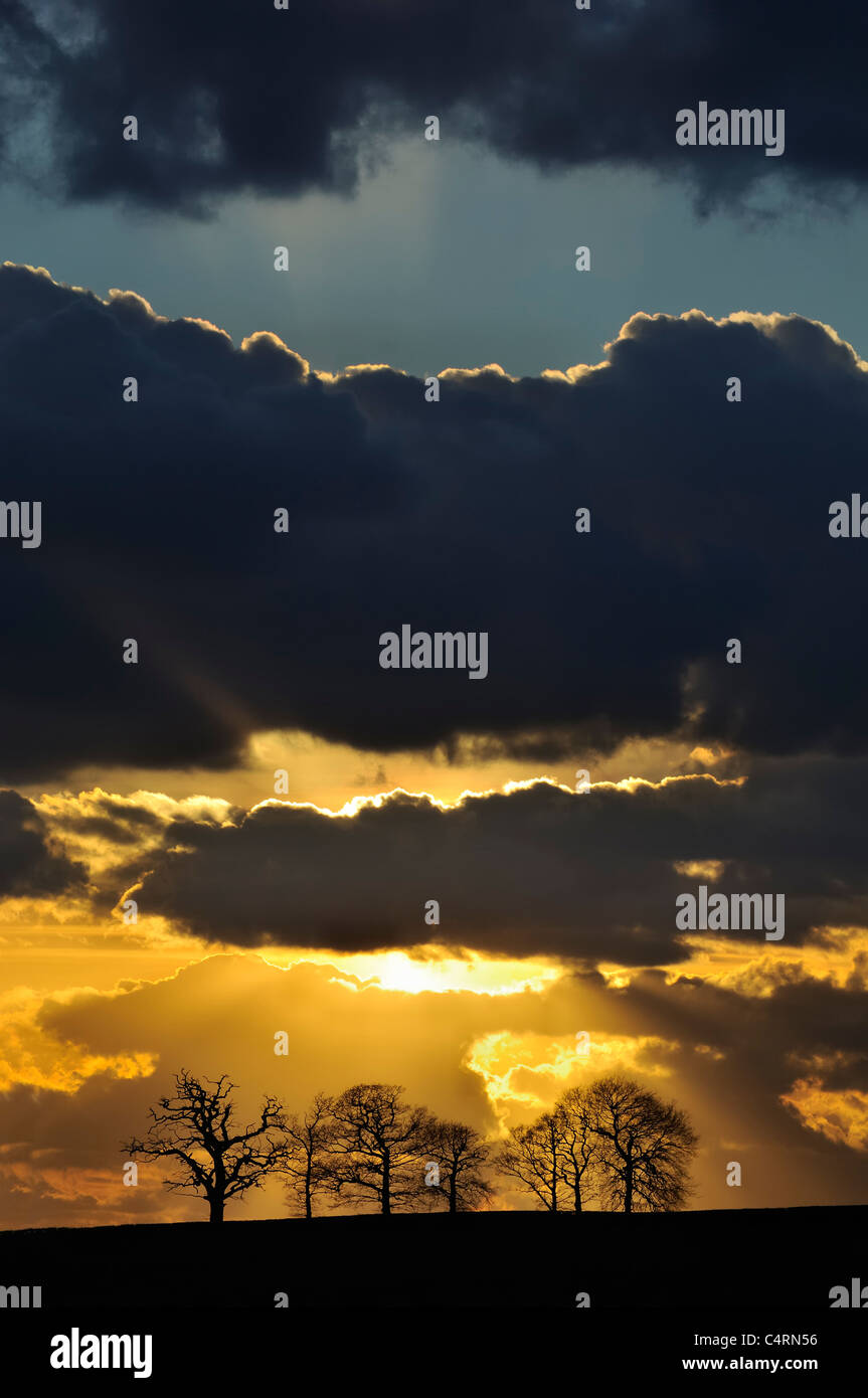 Tree and sunset hi-res stock photography and images - Alamy