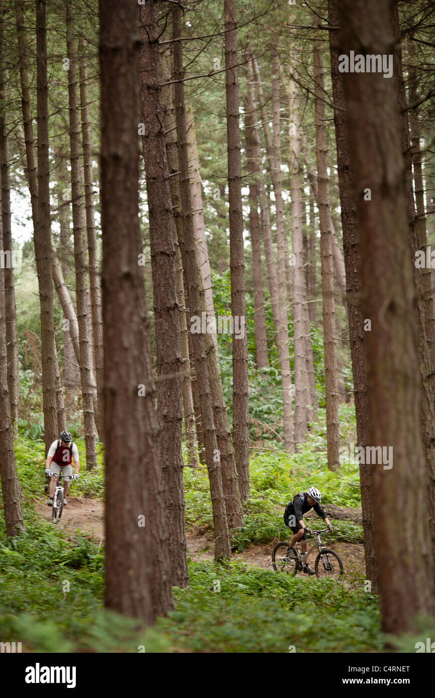 Sherwood pines hi-res stock photography and images - Alamy
