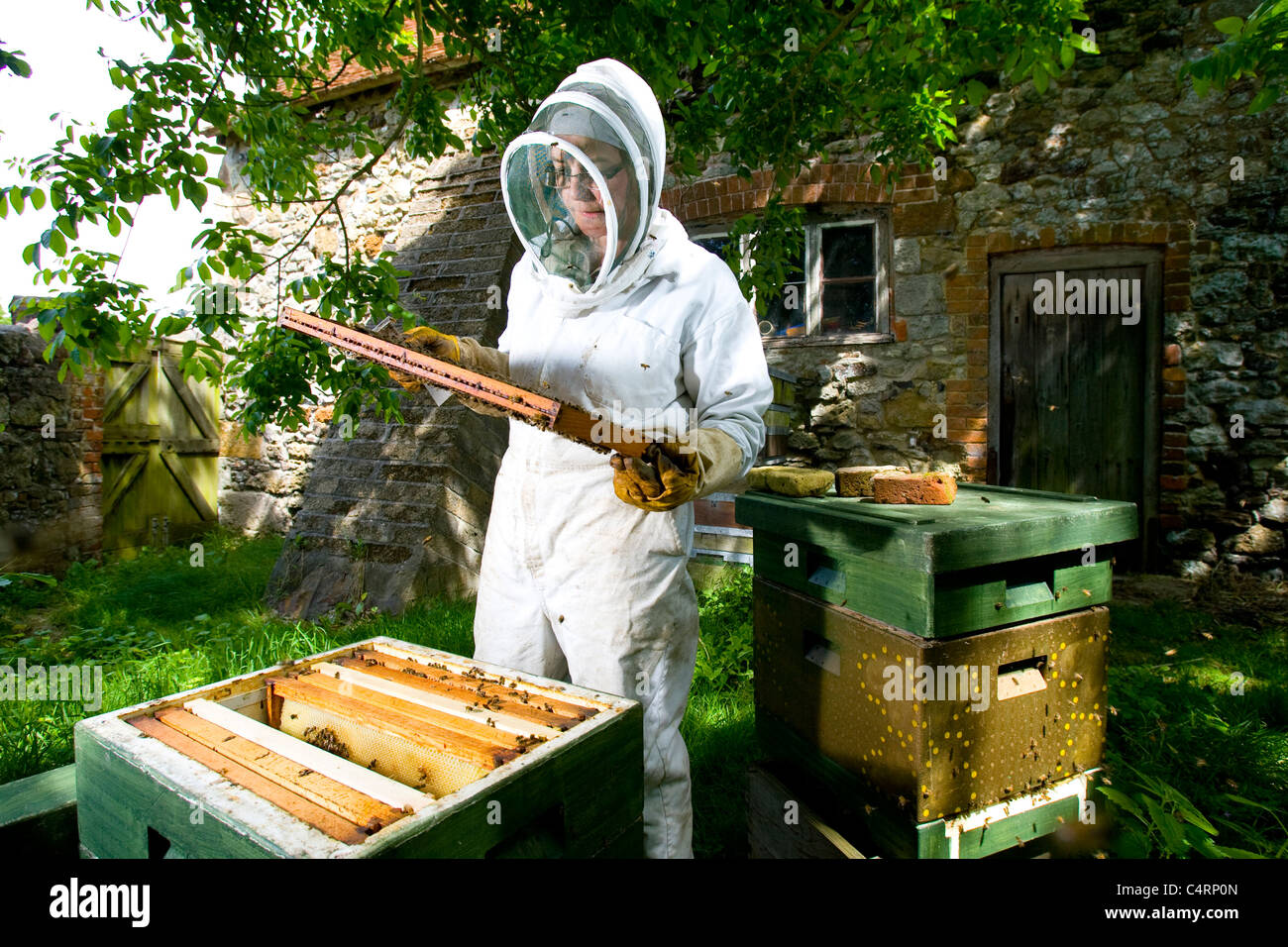 Mary Case, wearing, protective, clothing, with hives, examining, combs ...