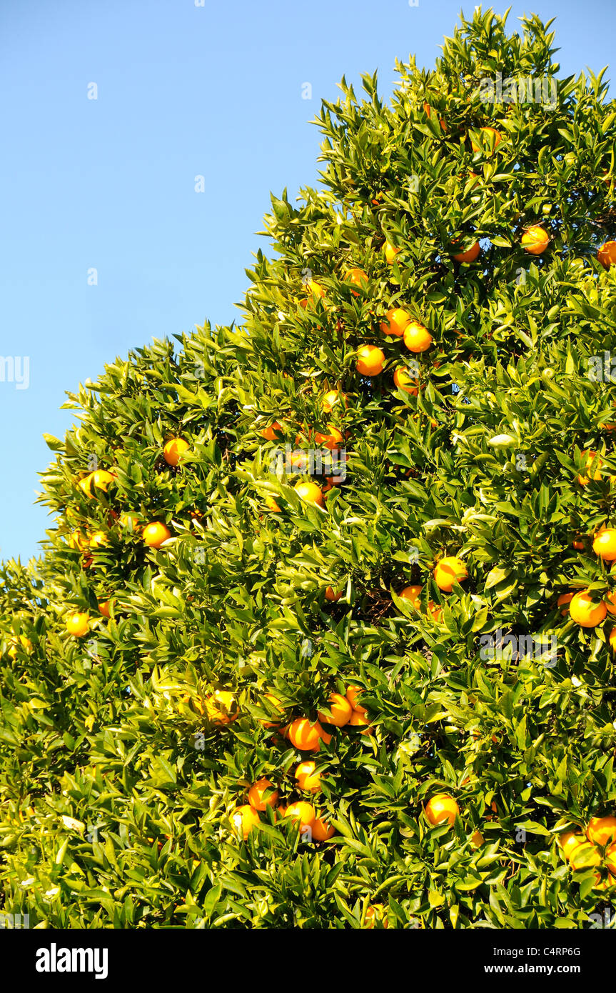 Alpha and beta carotenoid hi-res stock photography and images - Alamy