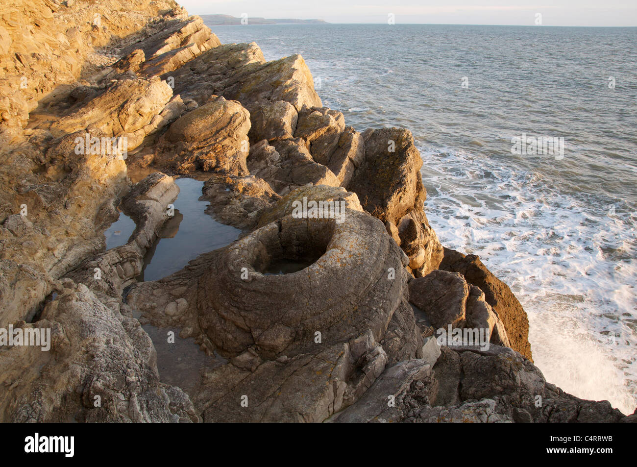 The Fossil Forest, Lulworth Cove, Dorset. The ring shapes are the ...