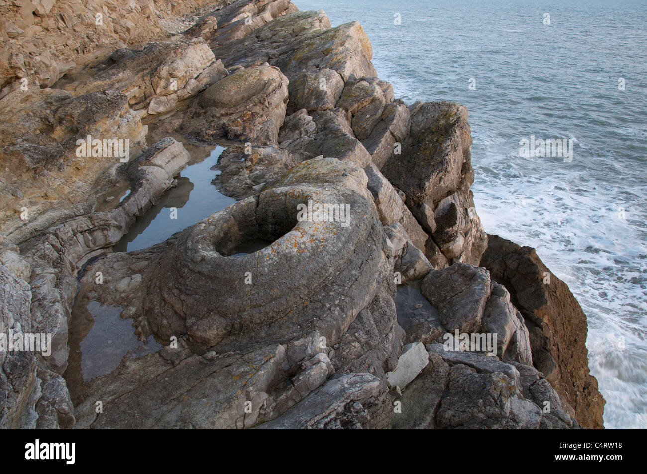 The Fossil Forest, Lulworth Cove, Dorset. The ring shapes are the ...