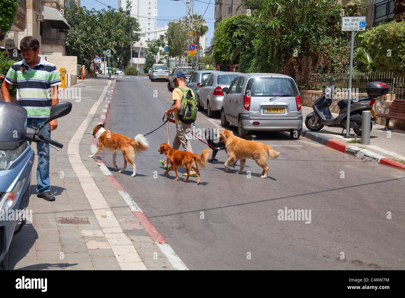 Man walking 4 dogs in Tel Aviv Israel Stock Photo - Alamy