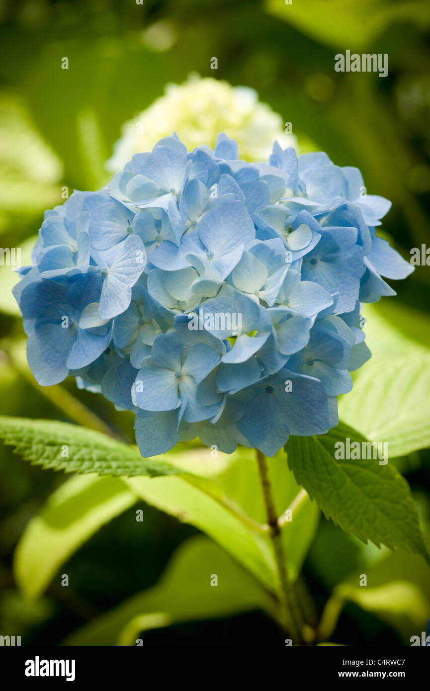 Hydrangea macrophylla elbtal hi-res stock photography and images - Alamy