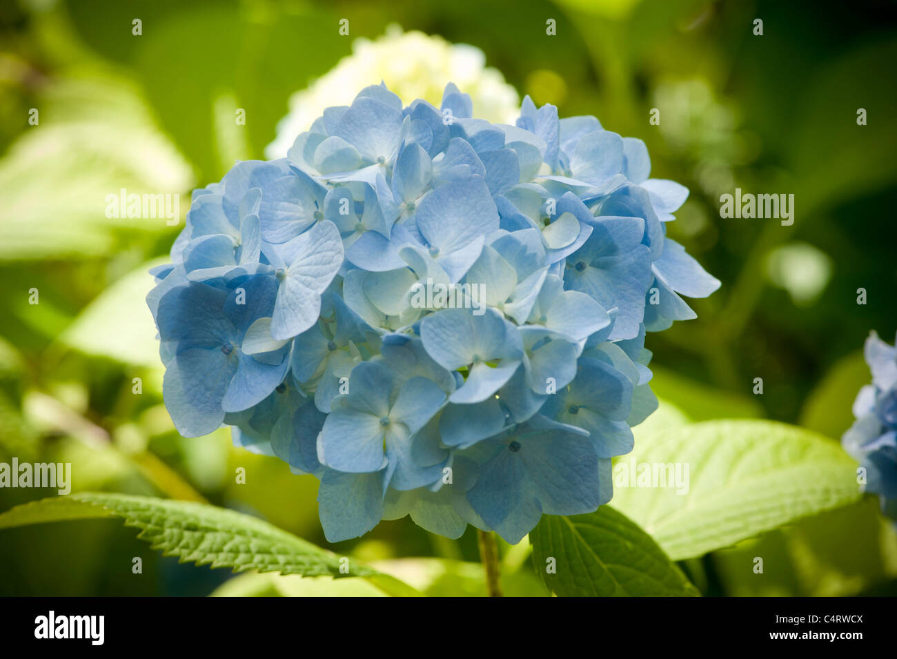 Single blue Hydrangea flower growing in a garden Stock Photo - Alamy