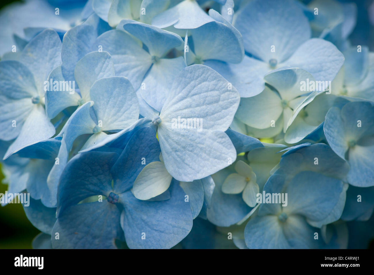 Giant hydrangea blooms hi-res stock photography and images - Alamy