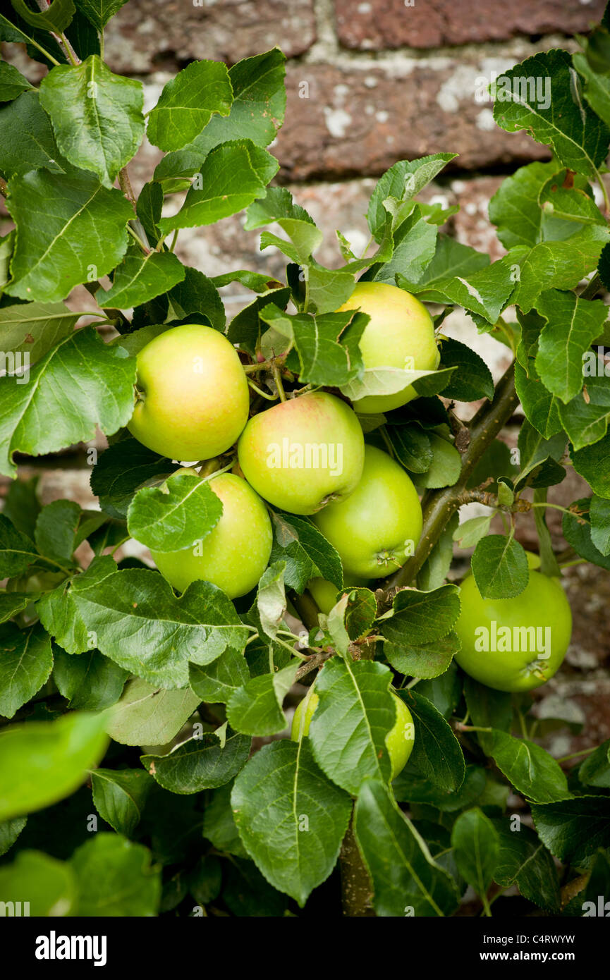 Fan trained apples hi-res stock photography and images - Alamy