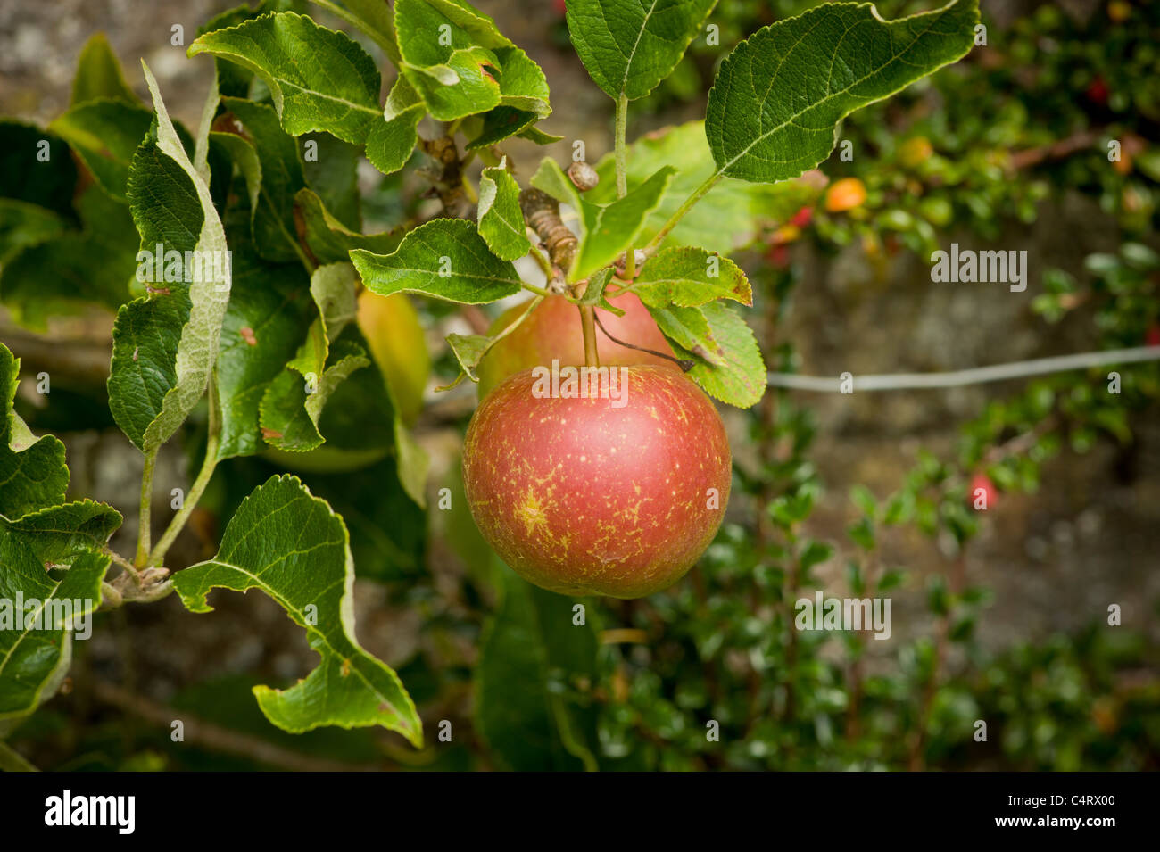 Growing on apple tree hi-res stock photography and images - Alamy