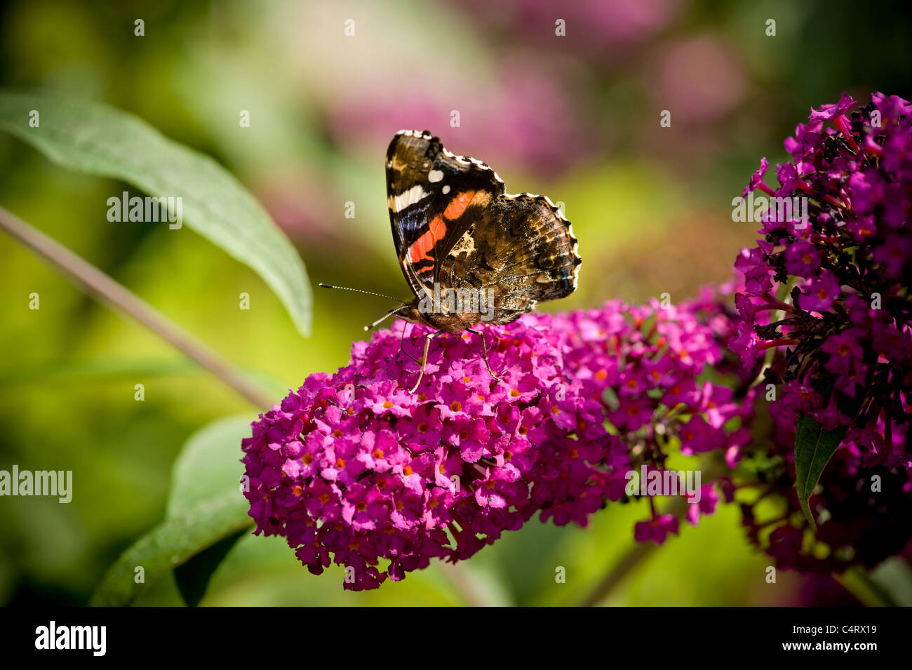 Red Admiral Butterfly sitting a magenta coloured Buddleia davidii ...