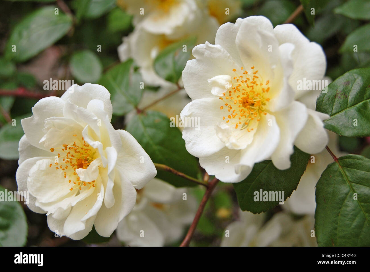 White wild rose hi-res stock photography and images - Alamy
