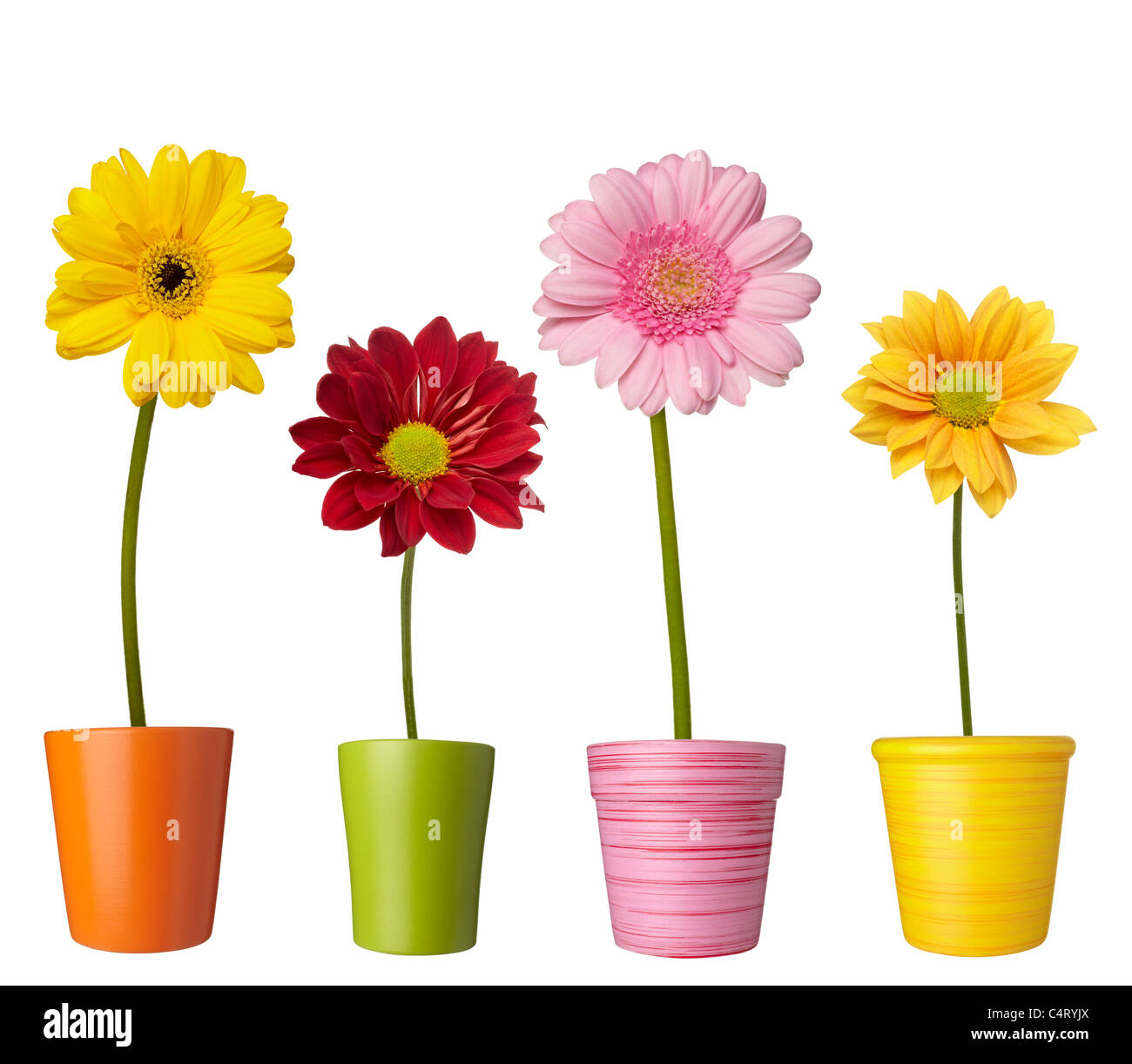 gerber flower in pot Stock Photo - Alamy