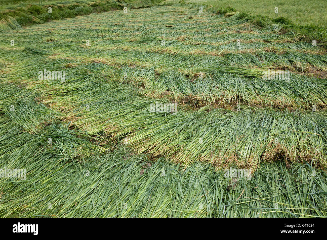 Grass fields near Manasbal Lake, in the state of Jammu & Kashmir, India ...