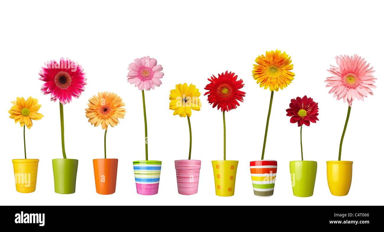 gerber flower in pot Stock Photo - Alamy