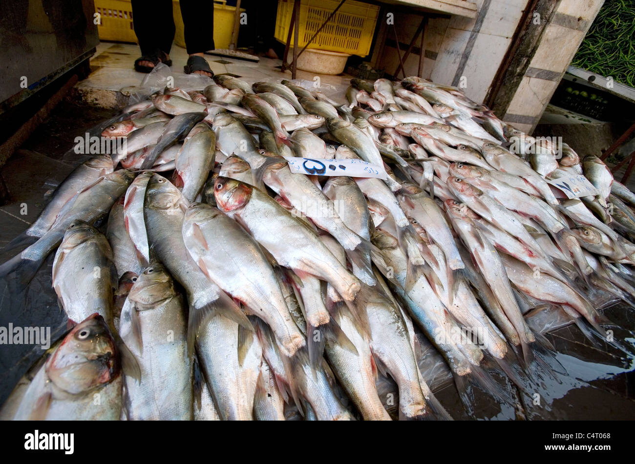 Fish market in Rasht, Iran Stock Photo - Alamy