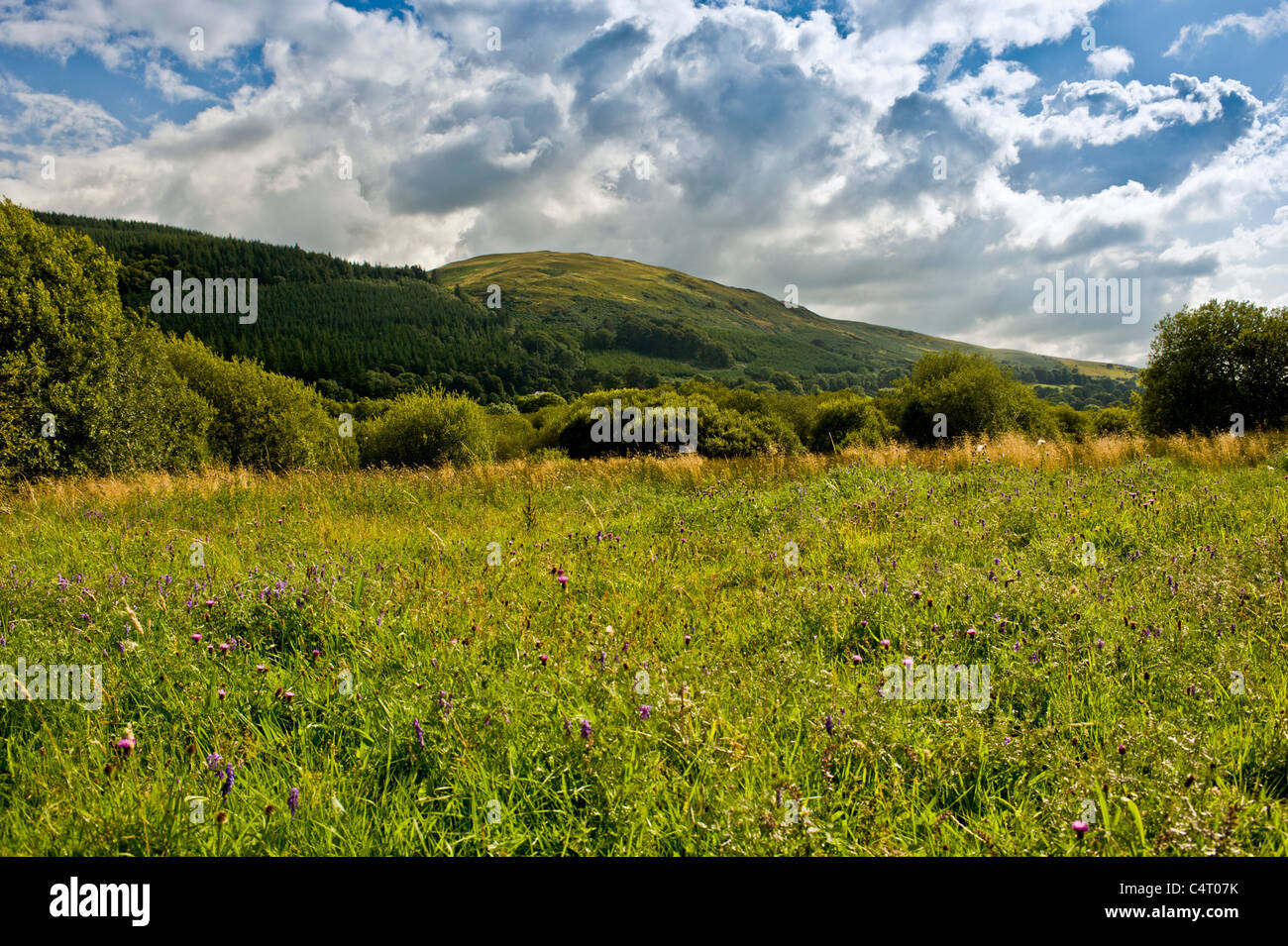 Meadow flower meadows hi-res stock photography and images - Alamy
