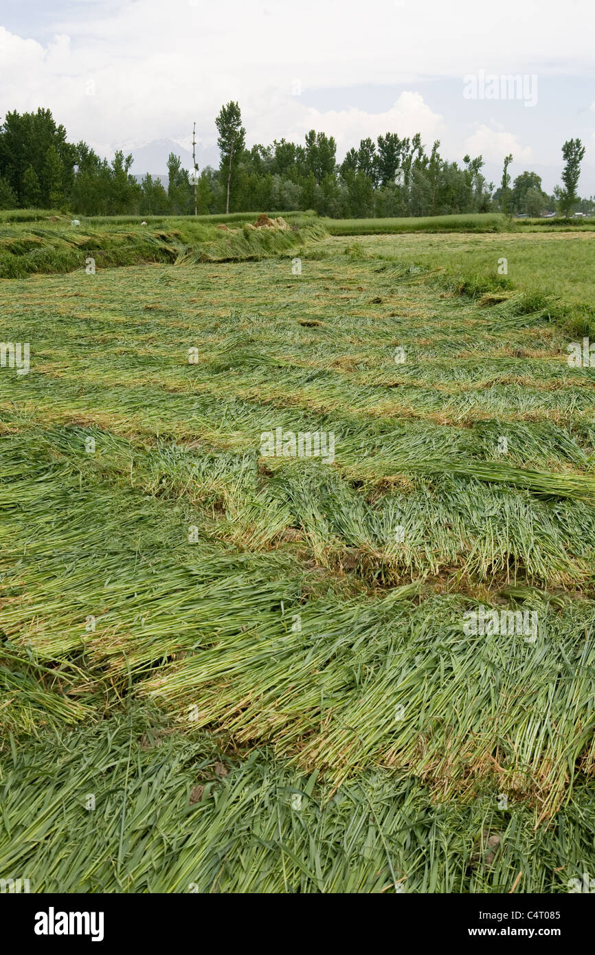 Grass fields near Manasbal Lake, in the state of Jammu & Kashmir, India ...