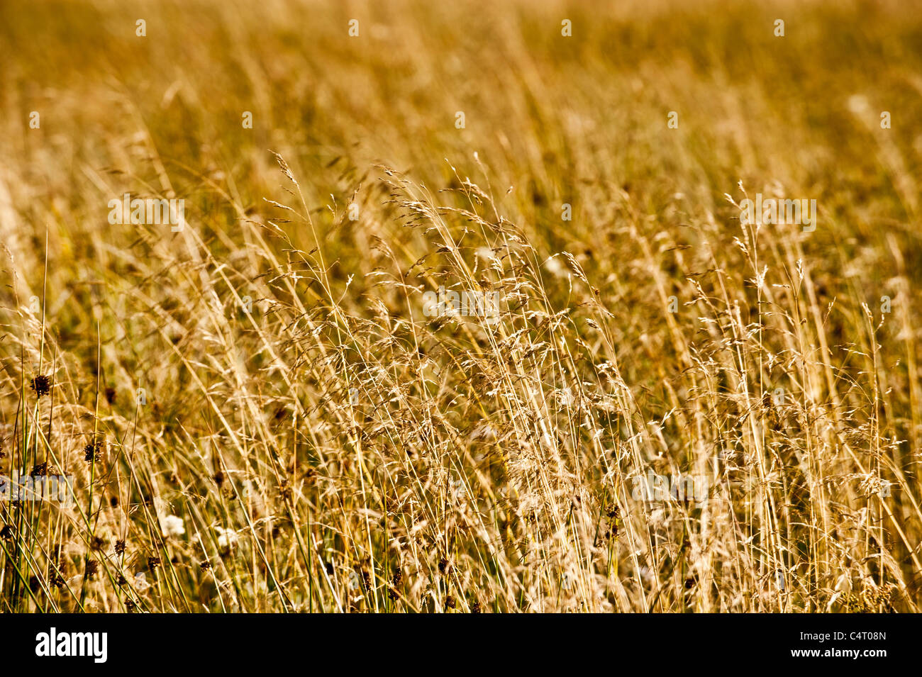 Natural meadow grass Stock Photo - Alamy