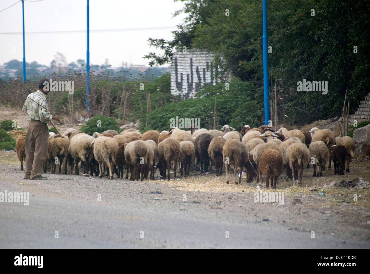 Asian sheep hi-res stock photography and images - Alamy