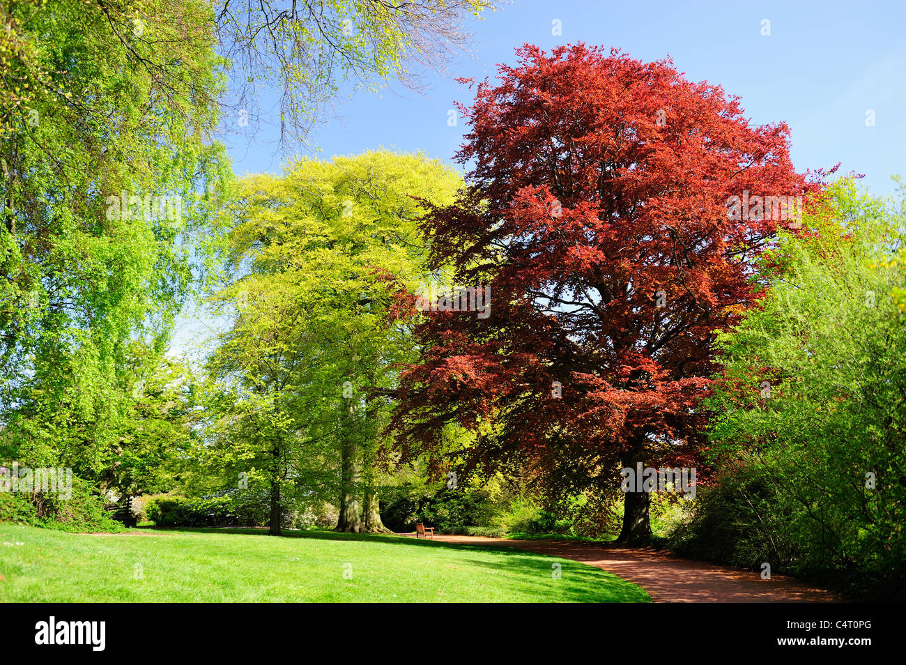 Spring colours Royal Botanic Garden, Edinburgh, Scotland, UK Stock ...
