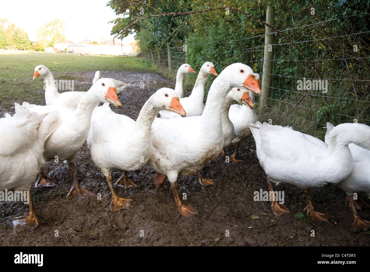 Geese Group Free Range High Resolution Stock Photography and Images - Alamy