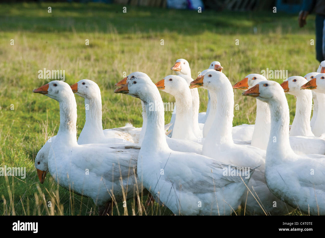 Geese goose Cumbria Lakeland Lake District UK gander group field farm ...