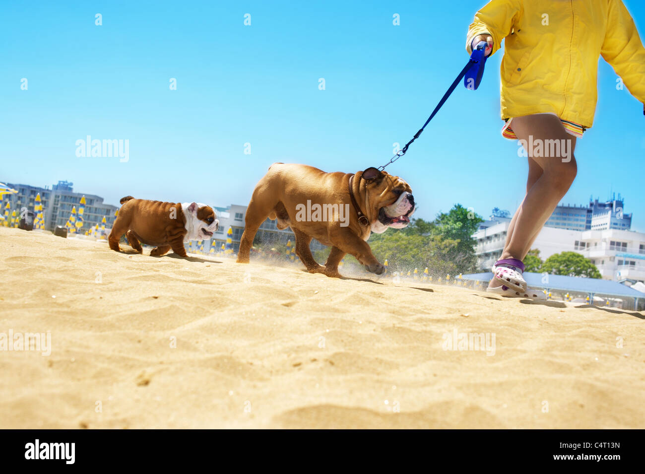Bulldog family with their owner are walking in the beach Stock Photo ...