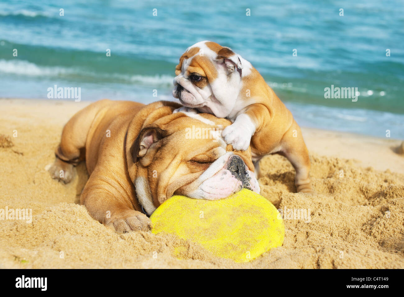 English Bulldog and a puppy are playing on the beach with a freezbie ...