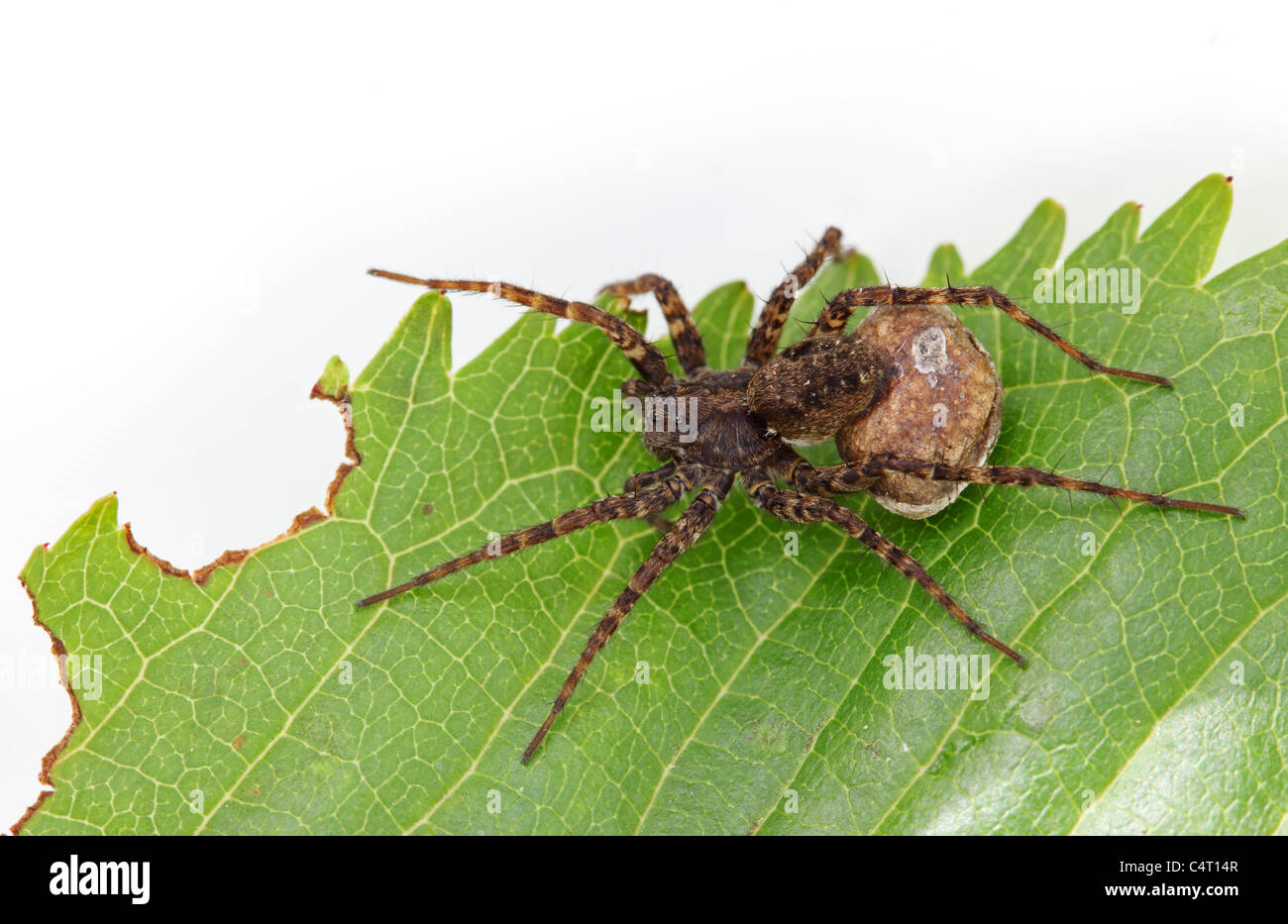 Female Wolf Spider Pardosa Sp With Egg Sac Stock Photo - Alamy