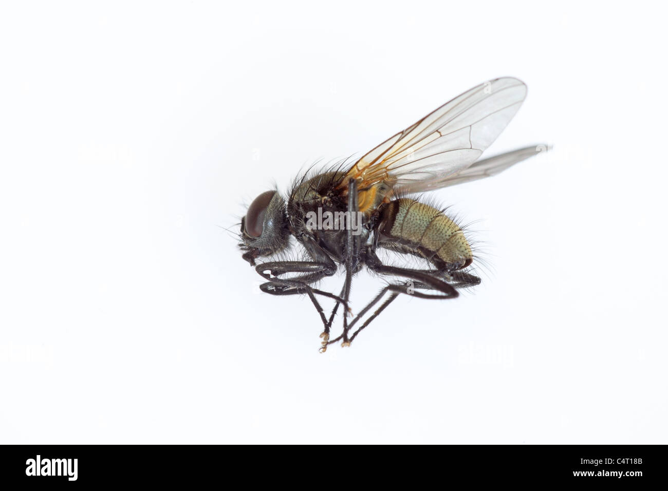 Fly me to the hi-res stock photography and images - Alamy