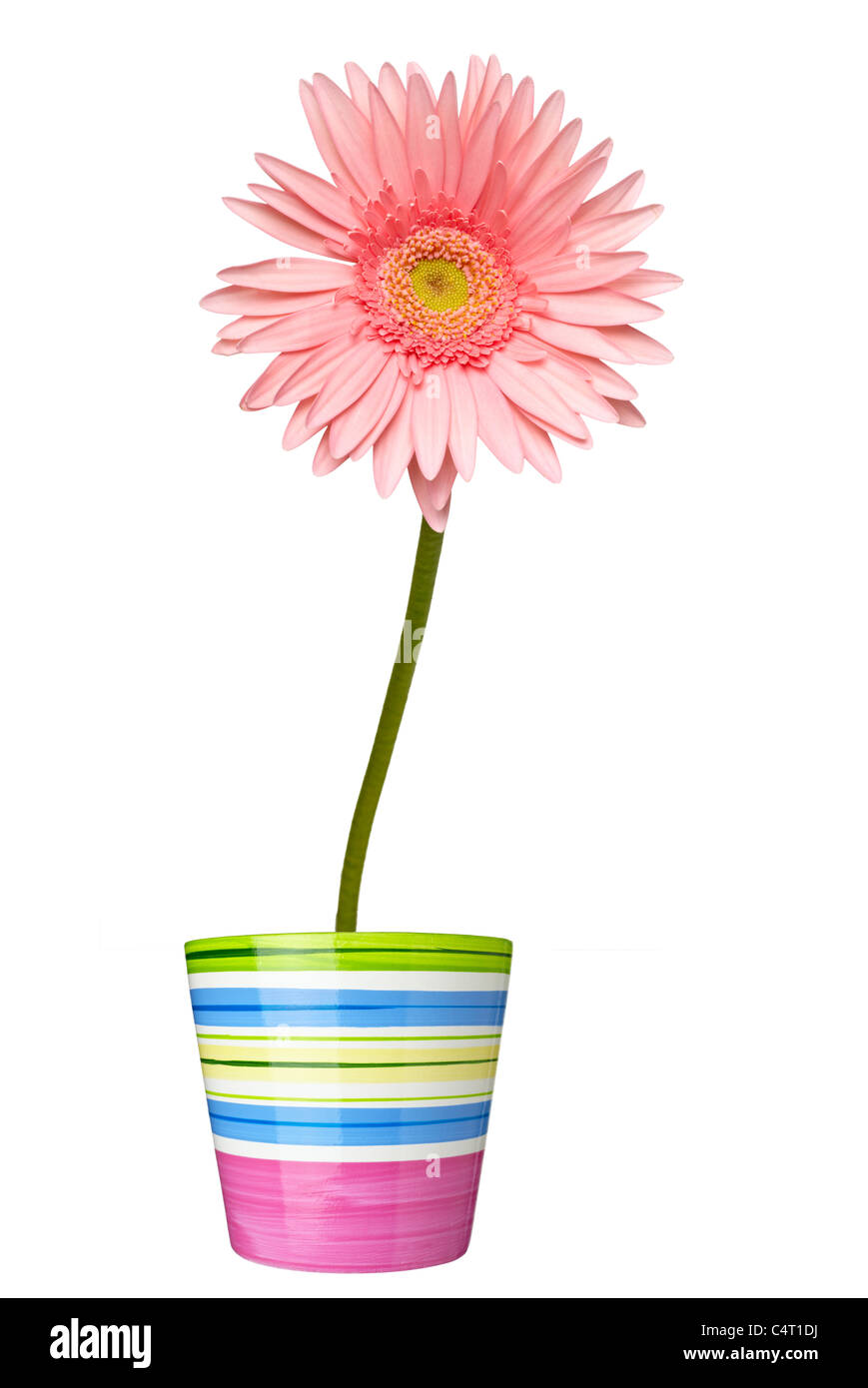 gerber flower in pot Stock Photo - Alamy