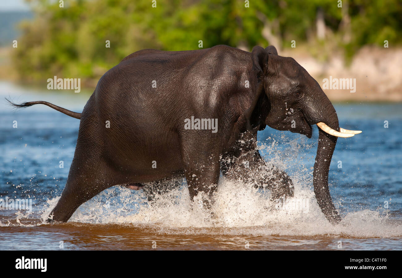 Show of aggression by a young elephant bull Stock Photo - Alamy